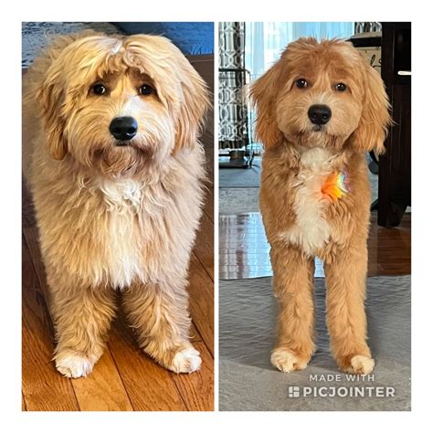 Mini Goldendoodle Haircuts Short Goldendoodle Haircut Ideas 30 Before