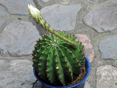 Cometのサボテン栽培日記 エキノプシスの花がら摘み