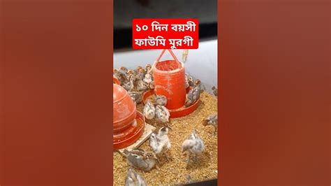 ১০ দিন বয়স আজ। প্রচন্ড শীত। ফাউমি ফাউমি মুরগি Youtube