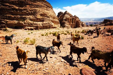 Petra Q A Jordan Tours Net