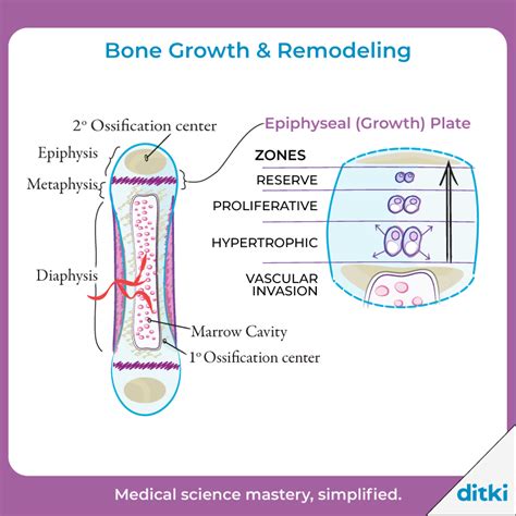Where Is The Epiphyseal Growth Plate Located A Guide To Bone Growth Plates