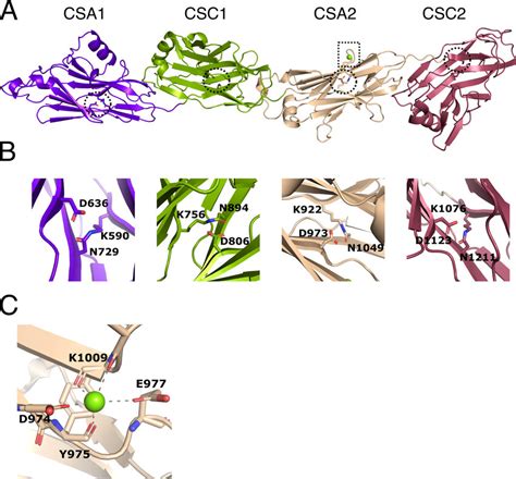 Structure Of Immunoglobulin Ig Like Domains Of Prgb A The Ig Like