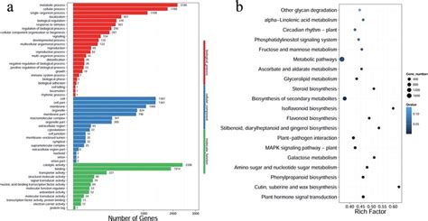 Functional Categories Of The Degs A Go Functional Annotation Of The Download Scientific