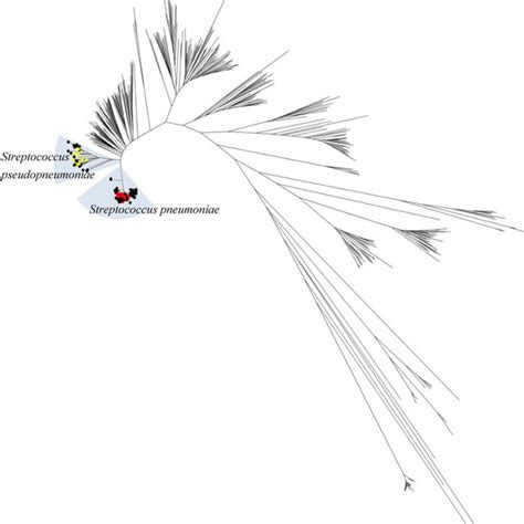 Genetic Relationships Of The 105 Isolates Determined By Multilocus Download Scientific Diagram