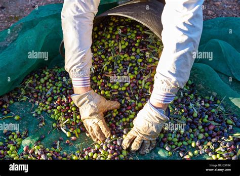 Olives Harvest Picking Hands With Gloves At Mediterranean Stock Photo Alamy