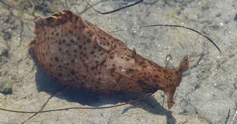 Simultaneous Hermaphrodites Natures Unique Reproductive Strategy