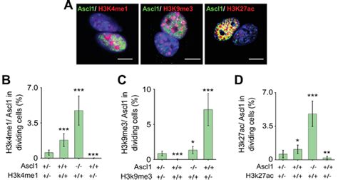 Asymmetric Histone Marks During In Conversion A Representative Images