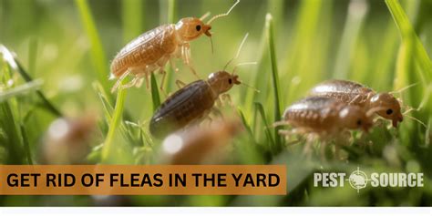 How To Get Rid Of Fleas In The Yard Pest Source