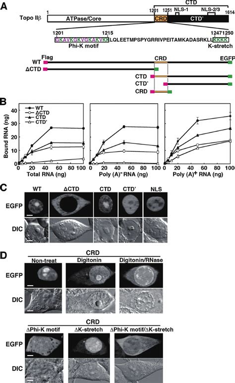 Rna Binding Ability And Cellular Localization Of Topo Ii ␤ Download Scientific Diagram