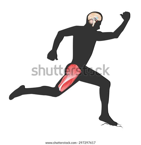 Glut Muscles Over 7 Royalty Free Licensable Stock Illustrations