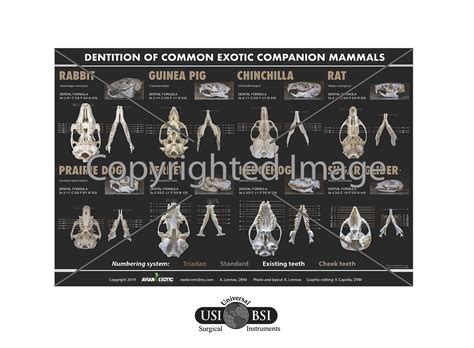 Dentition Poster Of Exotic Mammals Universal Surgical Instruments