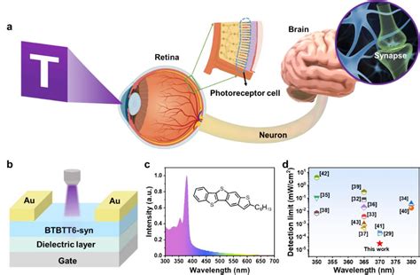 Neuromorphic Vision Sensor For Ultra Weak Ultraviolet Light Detection Inspired By Tetrachromatic