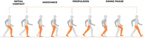 Difference Between Running Vs Walking Gait Cycles