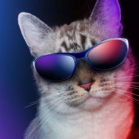 [100 ] Cool Cat Wallpapers