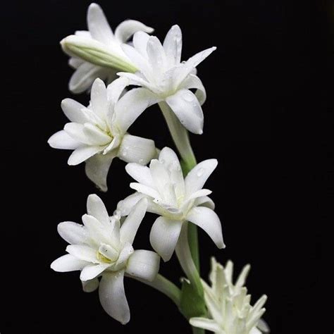 El Nardo Una Flor Especial Para Ocasiones Especiales