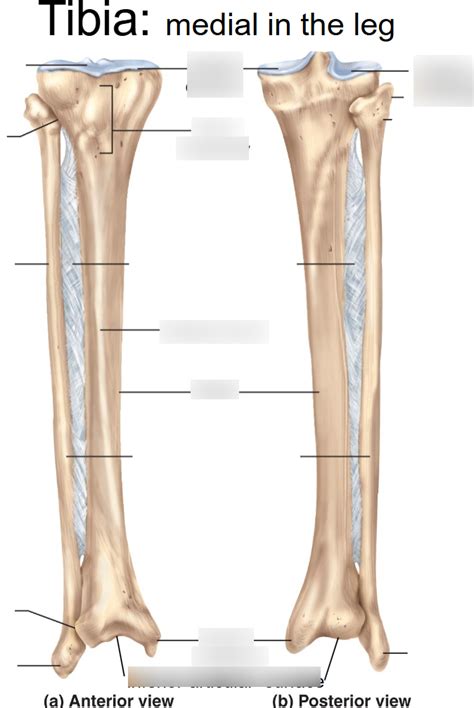 Tibia Diagram Quizlet
