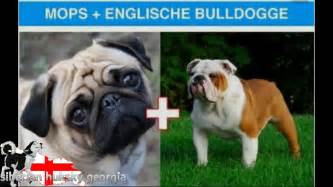 საყვარელი ლეკვები რომლებიც მიიღეს განსხვავებული ჯიშების შეჯვარებით Youtube