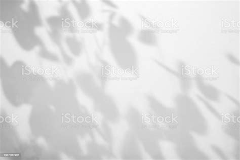 흰색 배경에 가볍고 그림자 천연 잎 오버레이 배경 화면 봄 여름 질감에 대한 실루엣 추상 열대 잎 자연 패턴 흑백 은 이미지 배경을 흐리게 0명에 대한 스톡 사진 및 기타