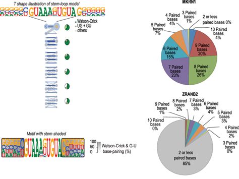 Comparison Between Linear Pwm And Stem Loop Slm Models Left Download Scientific Diagram