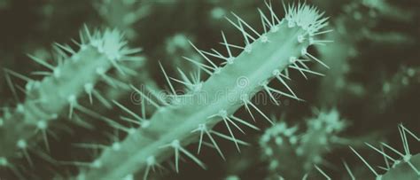 X Ray Revealing Sharp Cactus Spines Showcasing Desert Survival Adaptations Stock Image Image
