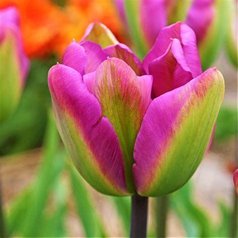 Lovely Pinkish Lavender Tulip Bulbs For Sale Online Nightrider