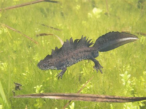Giant Salamander In Grass