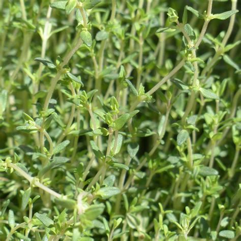 Thyme Allergy Thyme Is A Plant In The Allergy Resources Facebook