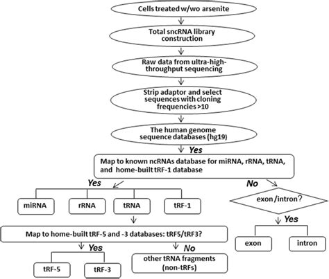 Pipeline Of Analyses Of Illumina High Throughput Sequencing Data Download Scientific Diagram