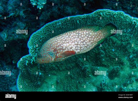 Blue Spotted Rockcod Cephalopholis Cyanostigma By Coral Mangrove