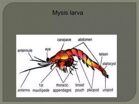 Larval Forms And Their Significance In Arthropoda Pptx