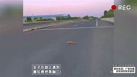 女子在路上遇到一只受伤的黄鼬 最后竟把黄鼬“话”疗好了