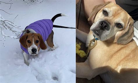 Love Letters To Max And Phoebe The Beagle Alliance