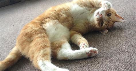 Sometimes Trooper Likes To Pretend Hes A Model Imgur