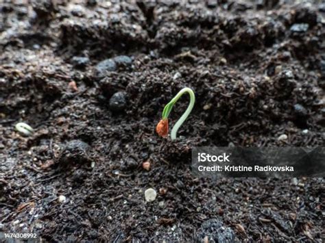 밝은 햇빛이 비치는 창턱의 화분에서 자라는 녹색 잎에 작은 씨앗이 있는 작은 녹색 토마토 식물 묘목의 매크로 실내 원예 씨앗에서 자라는 음식 0명에 대한 스톡 사진 및 기타