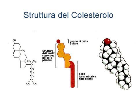 La Struttura Delle Membrane Biologiche Le Membrane Biologiche