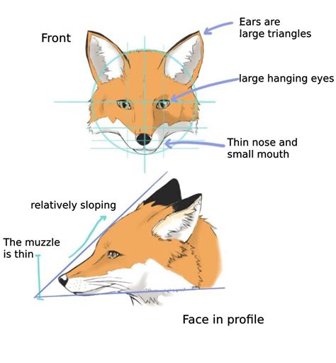 Fox Anatomy Artofit