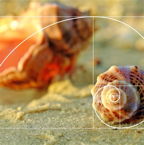 sequencia de fibonacci na natureza shell a sequência de fibonacci na