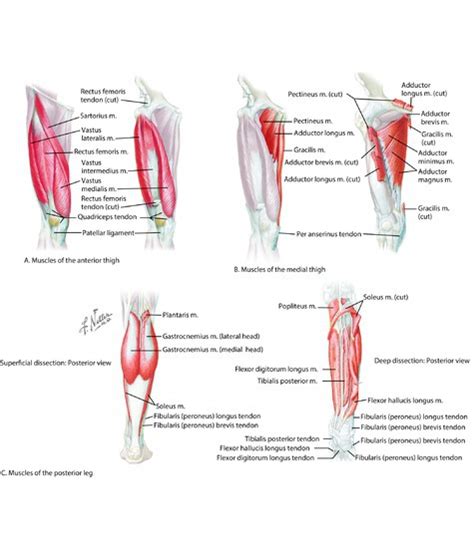 Thigh Muscle Groups How To Train Your Leg Muscles Exercises