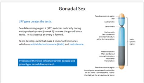 Repro Sexual Differentiation Flashcards Quizlet