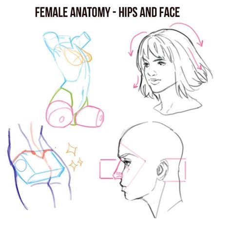 Pin By Miguel Gutiérrez On Draw Body Female Anatomy Reference