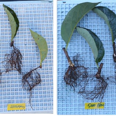 Pdf Hardwood And Softwood Cutting Propagation Of Mkr1 Persimmon