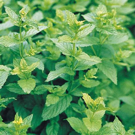 Peppermint Flower