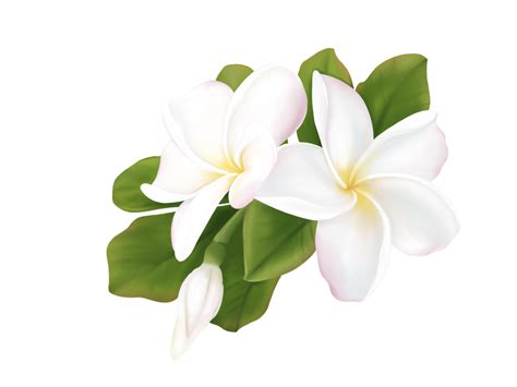 Temple Flower Png Clipart Temple Flower Png Clipart