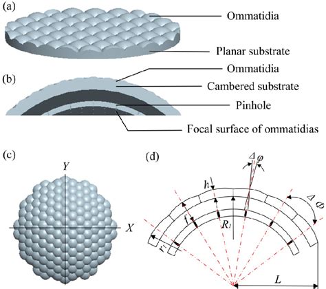 Figure 1 From Design And Fabrication Of A Three Dimensional Artificial Compound Eye Using Two