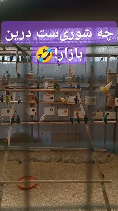 پرندگان کوچک با صداهای جذاب Youtube