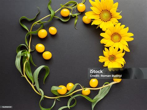 여름 프레임 플랫 레이 해바라기의 꽃의 모형 체리 매화와 어두운 배경 복사 공간 상단보기에 살릭스 Matsudana Tortuosa 나무의 나뭇 가지 꽃 나무에 대한 스톡