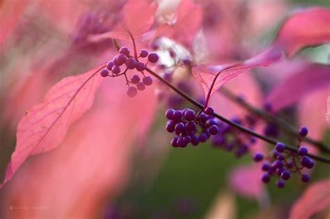 Pięknotka Krzew Fioletowe Kulki Różowe Liście