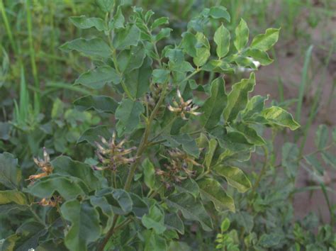 甘肃盐池湾国家级自然保护区管护中心 甘草（glycyrrhiza Uralensis）