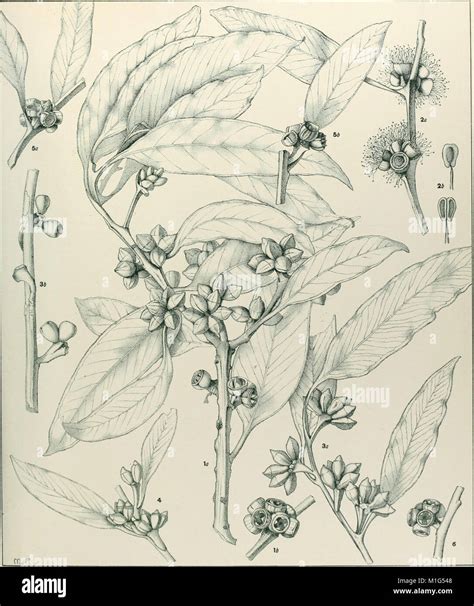 This Work Offers A Critical Revision Of The Genus Eucalyptus Providing