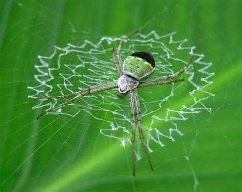 Green Zigzag Spider